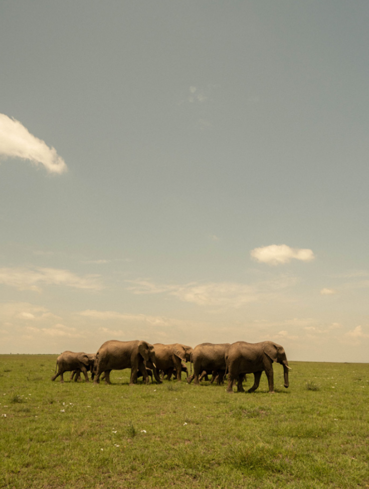 Educar el Ojo, una columna de Helena Fadul
