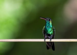 Significado del colibrí: qué representan y su mensaje