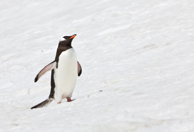 El Video Viral Del Pingüino Que Camina A Las Montañas Origen
