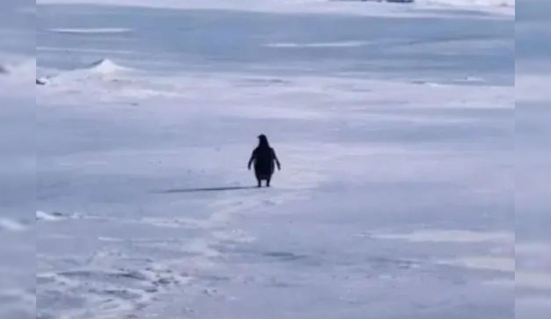 El Video Viral Del Pingüino Que Camina A Las Montañas Origen